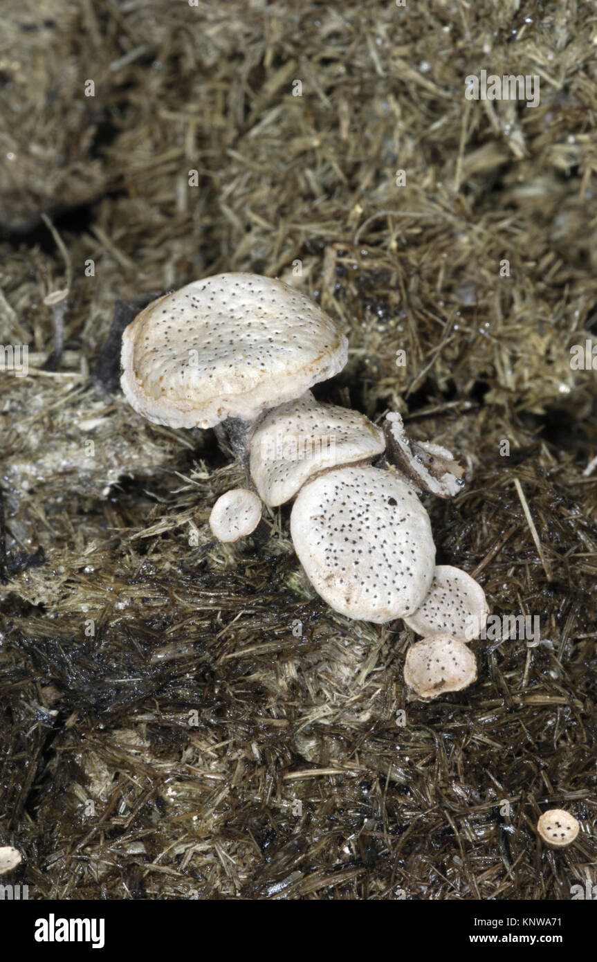 Nail Fungus - Porinia punctata Stock Photo - Alamy