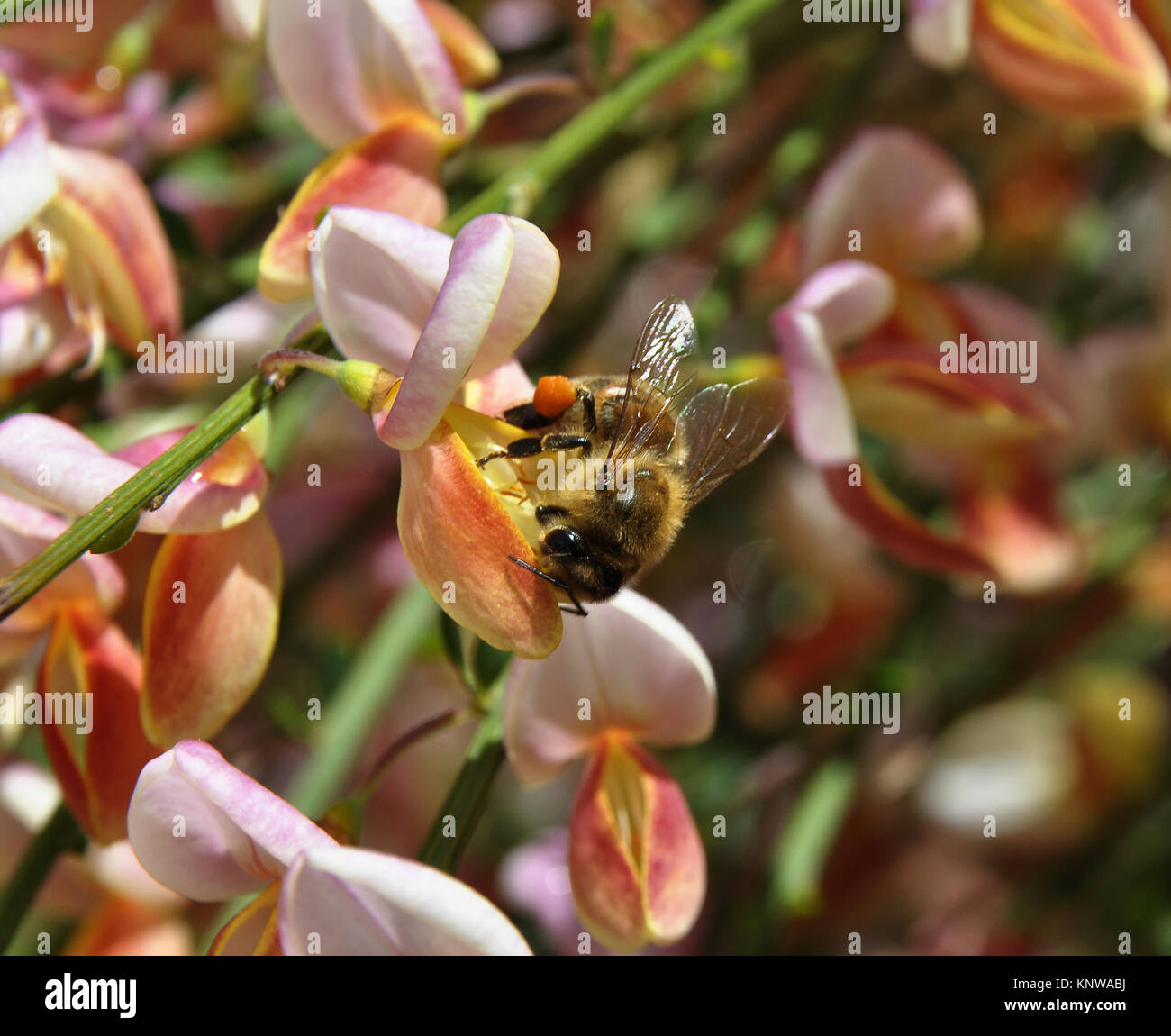 Bee at pink Scotch broom Stock Photo - Alamy