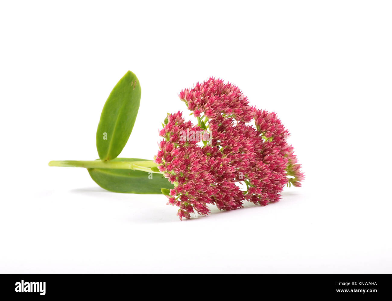 Orpine on white background Stock Photo - Alamy