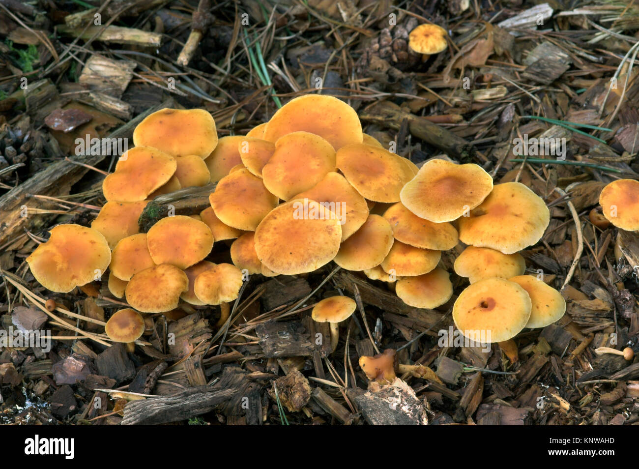 Common rustgill fungi hi-res stock photography and images - Alamy