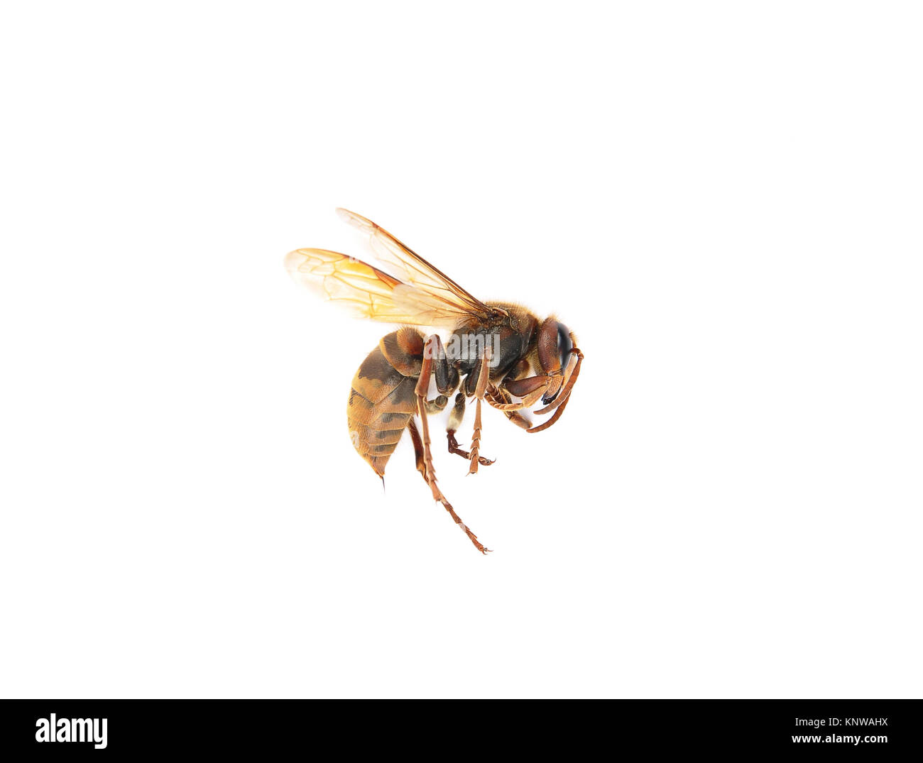 European dead hornet on white background Stock Photo - Alamy