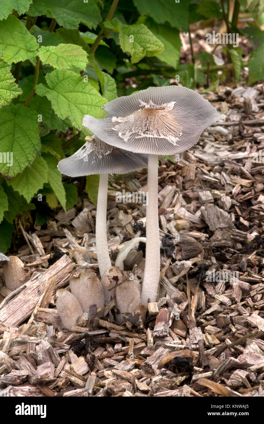 Coprinus lagopus hi-res stock photography and images - Alamy