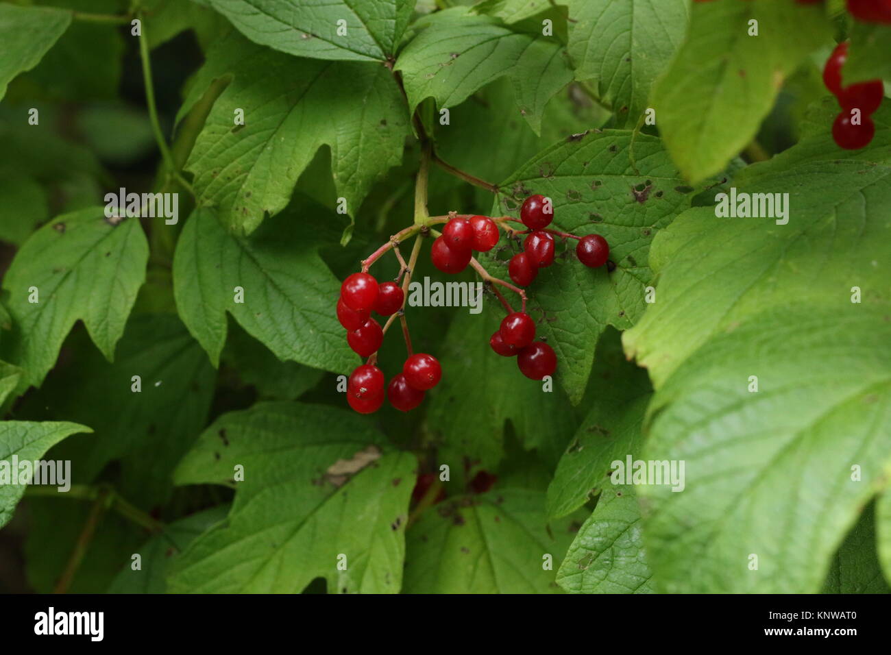 Unedited nature photo hi-res stock photography and images - Alamy