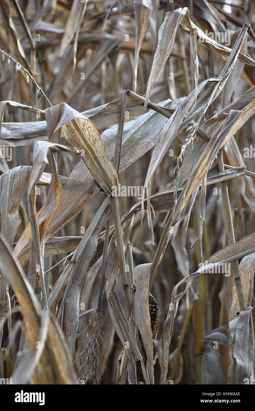 Dry indian corn field Stock Photo - Alamy