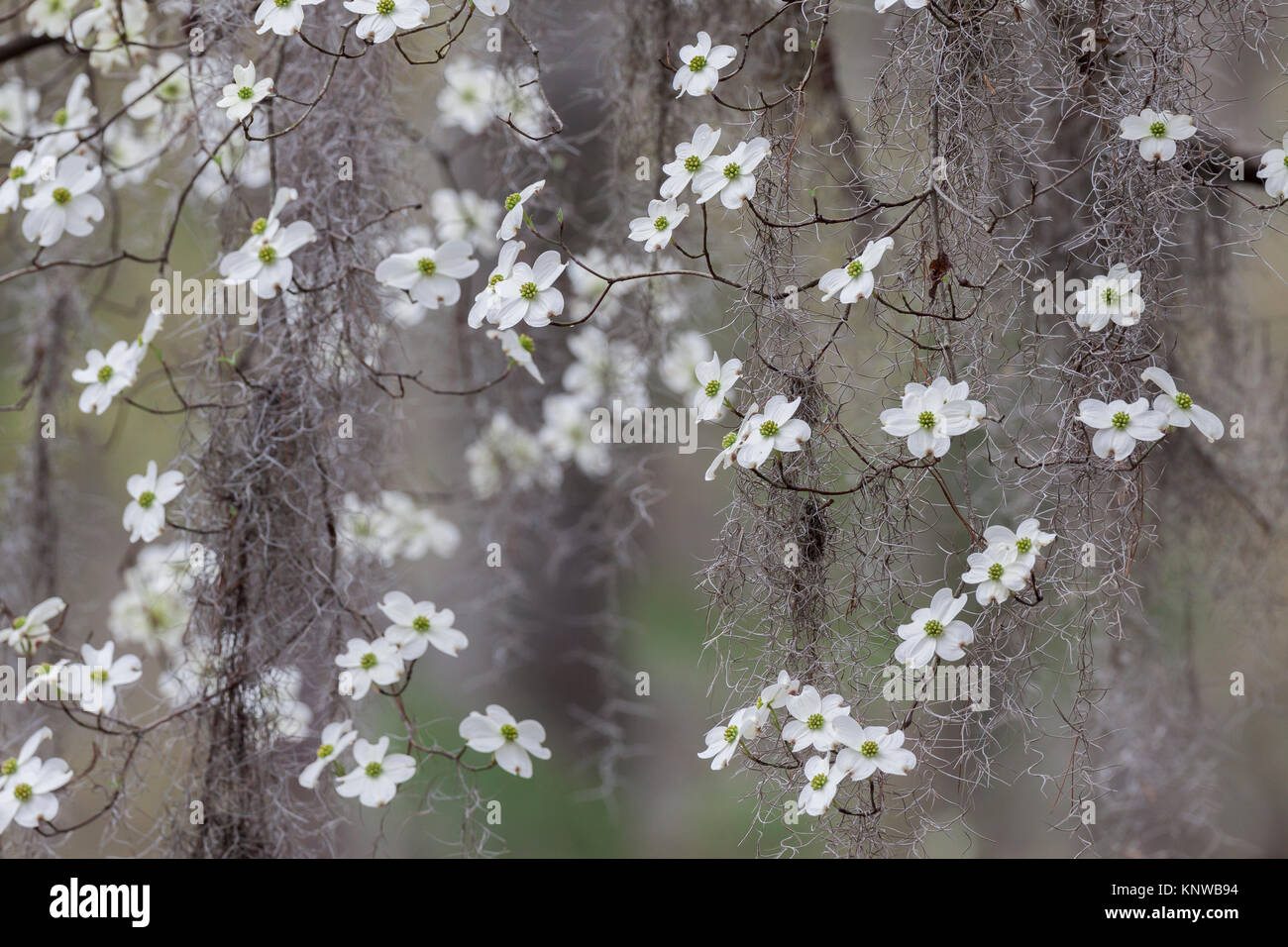 Flowering Dogwood (Cornus florida) draped with Spanish Moss blooming in ...