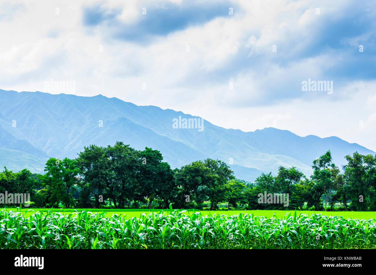 Beautiful rural scenery in summer Stock Photo - Alamy