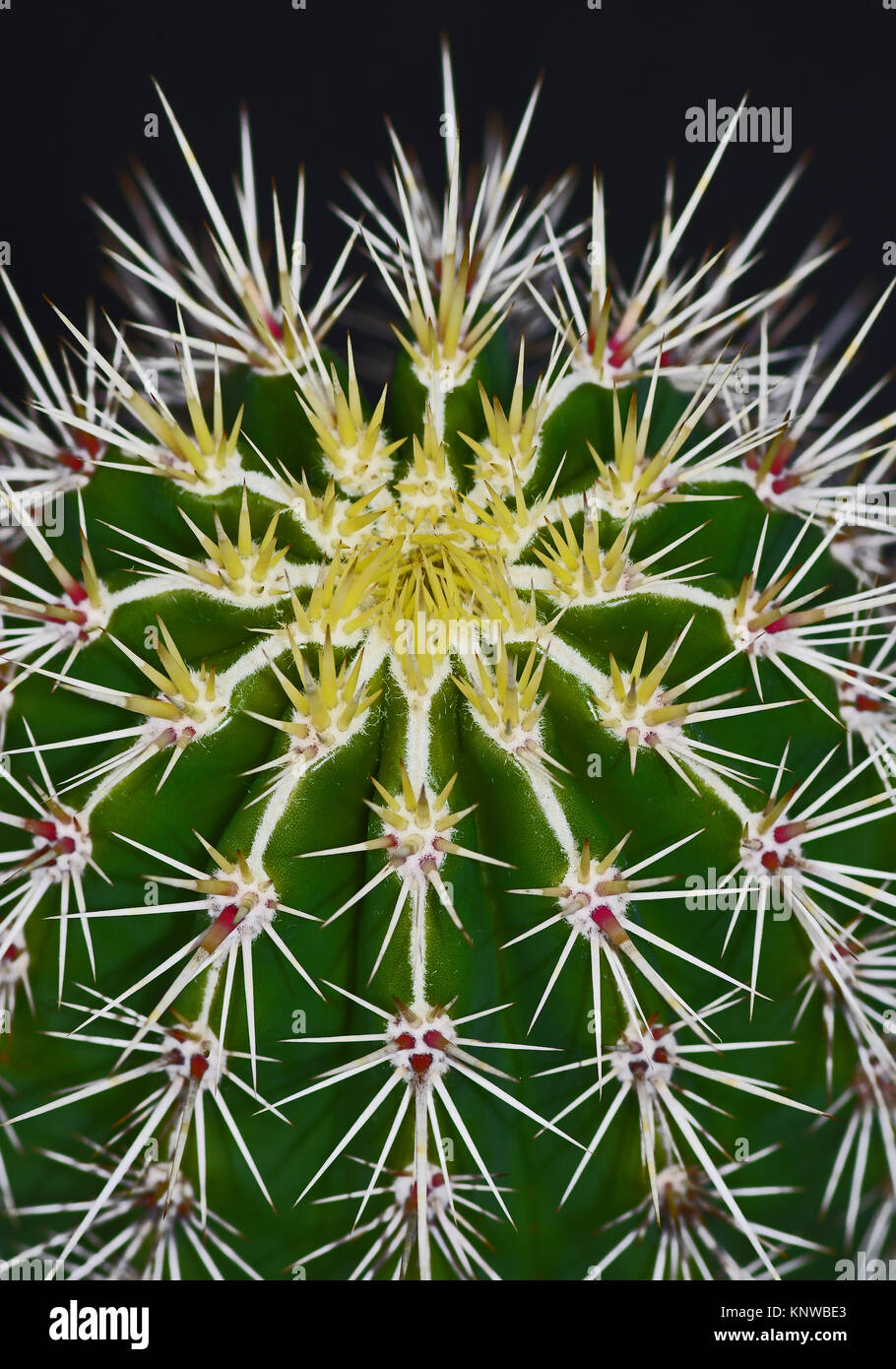 Spine off hi-res stock photography and images - Alamy