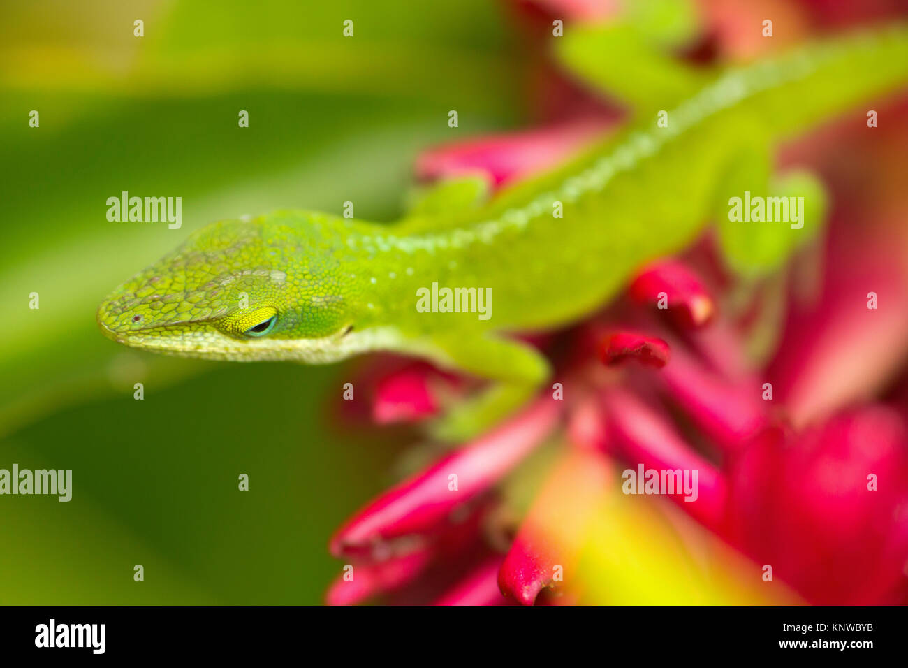 Green Anole (Anolis carolinensis) climbing a tropical plant on the big ...