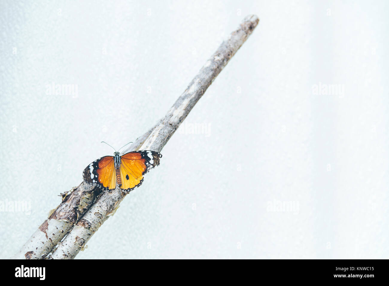 Monarch cute butterfly hi-res stock photography and images - Alamy