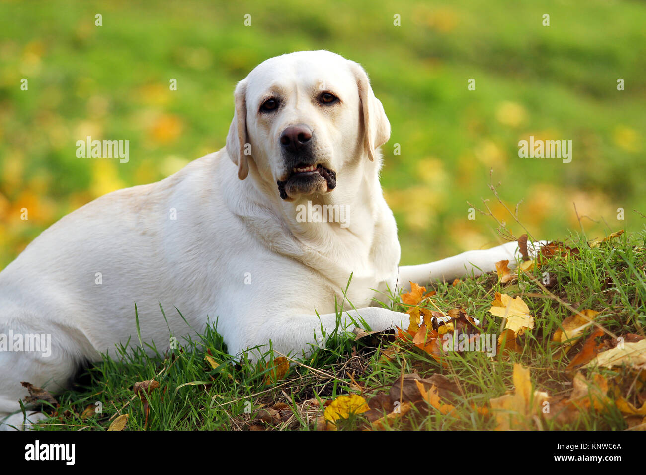 a nice cute yellow labrador in the park in autumn Stock Photo - Alamy
