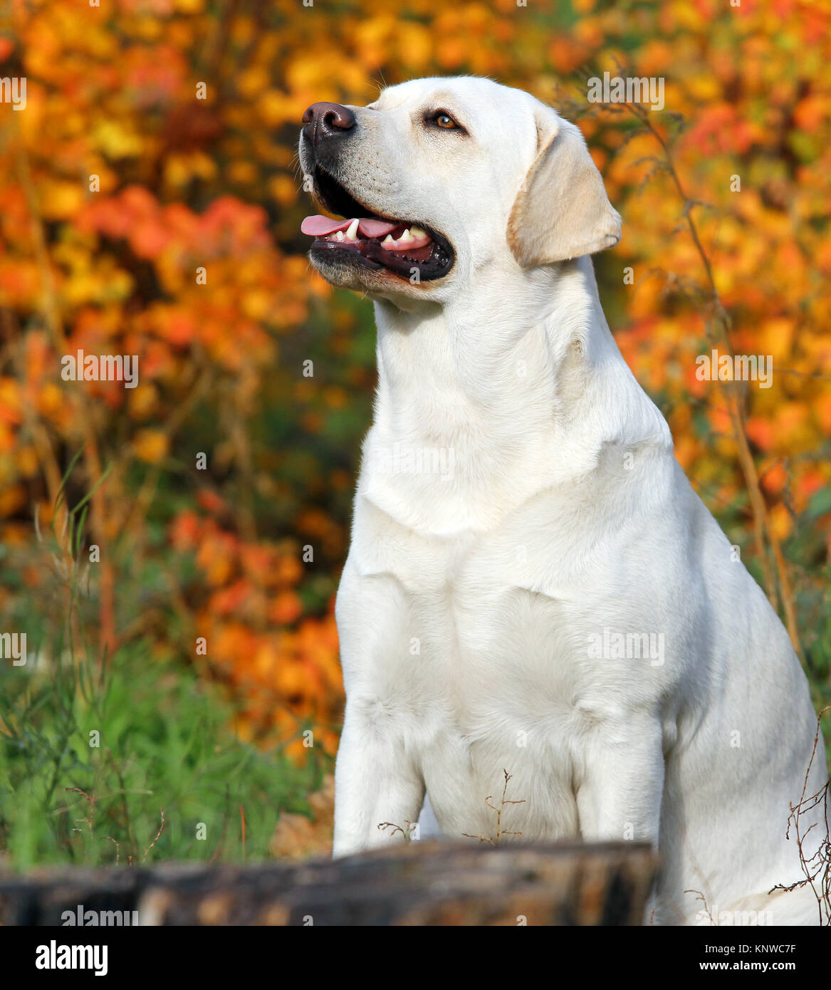 nice cute yellow labrador in the park in autumn Stock Photo - Alamy