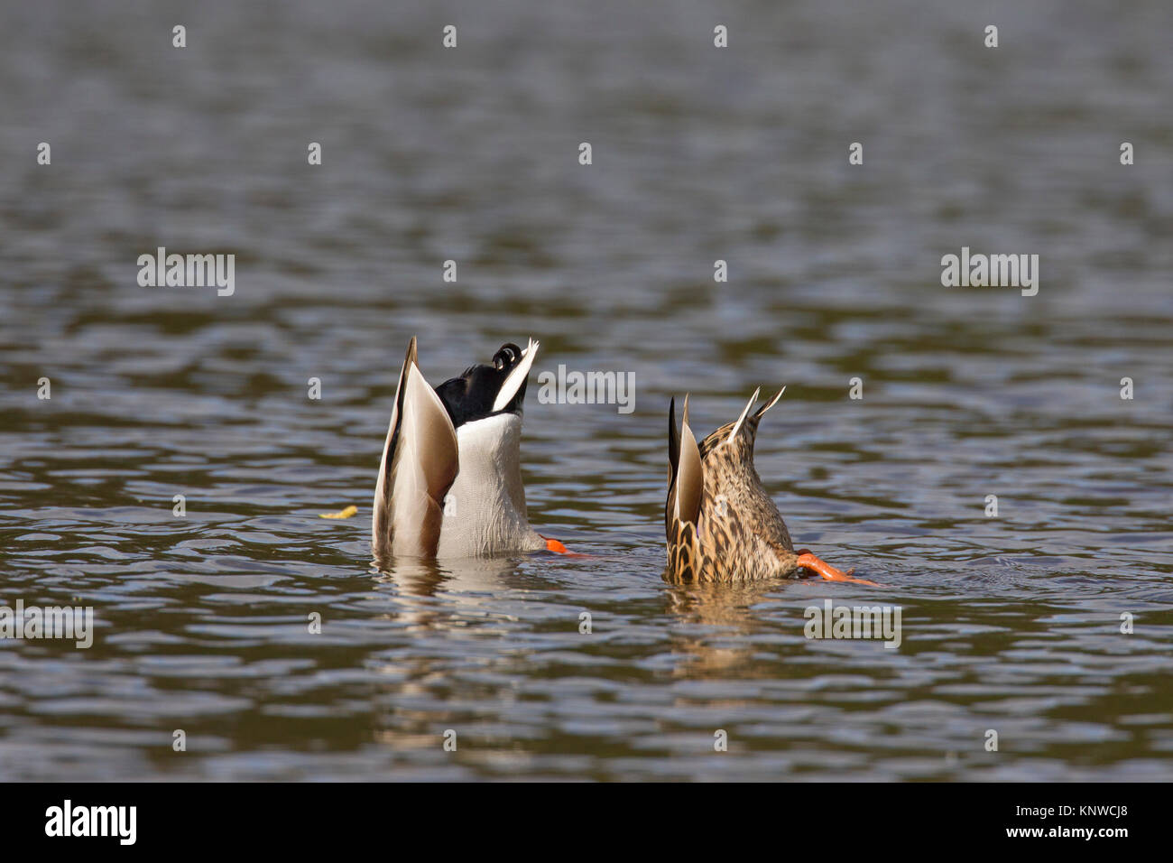 Mallard duck (Anas platyrhynchos) and female upend dabbling in lake to ...