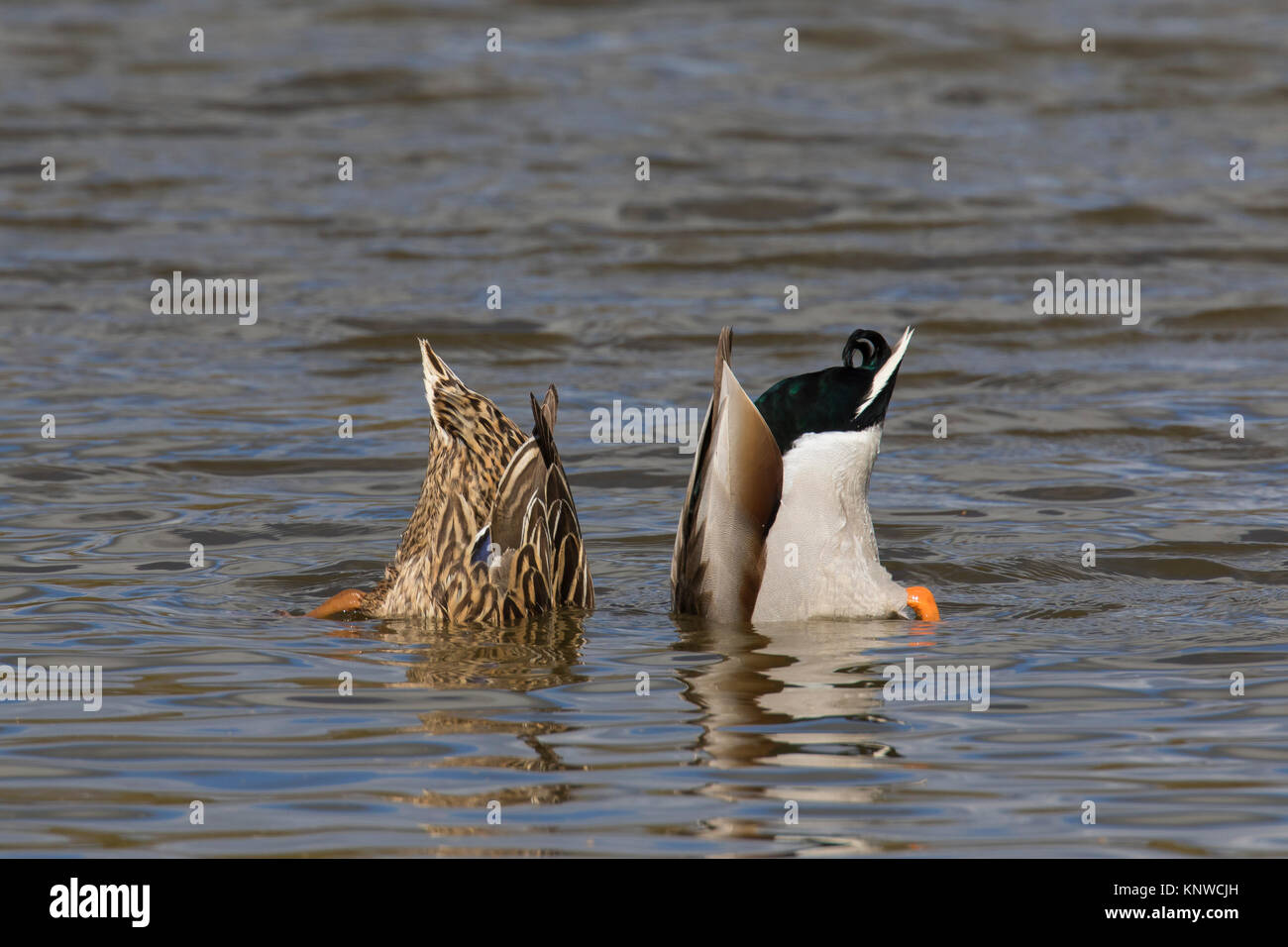 Mallard duck (Anas platyrhynchos) and female upend dabbling in lake to ...