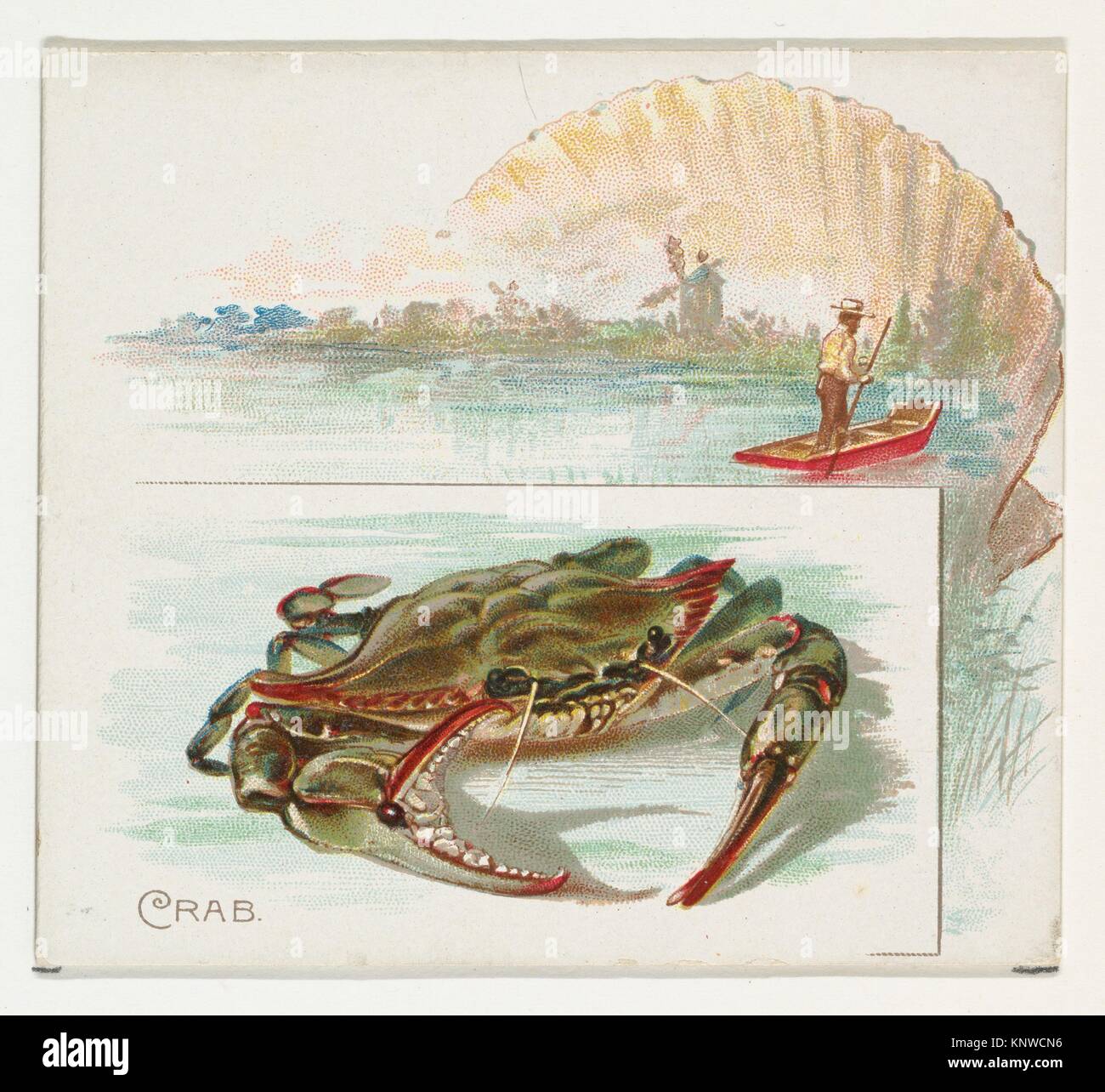 American crab hi-res stock photography and images - Alamy