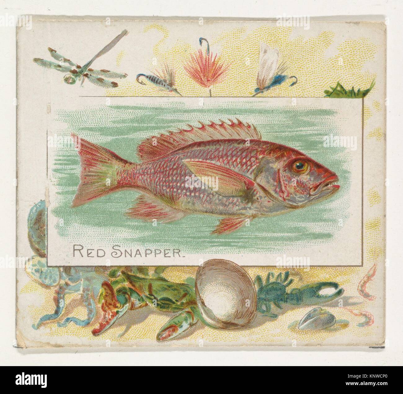 Eight red snapper hi-res stock photography and images - Alamy