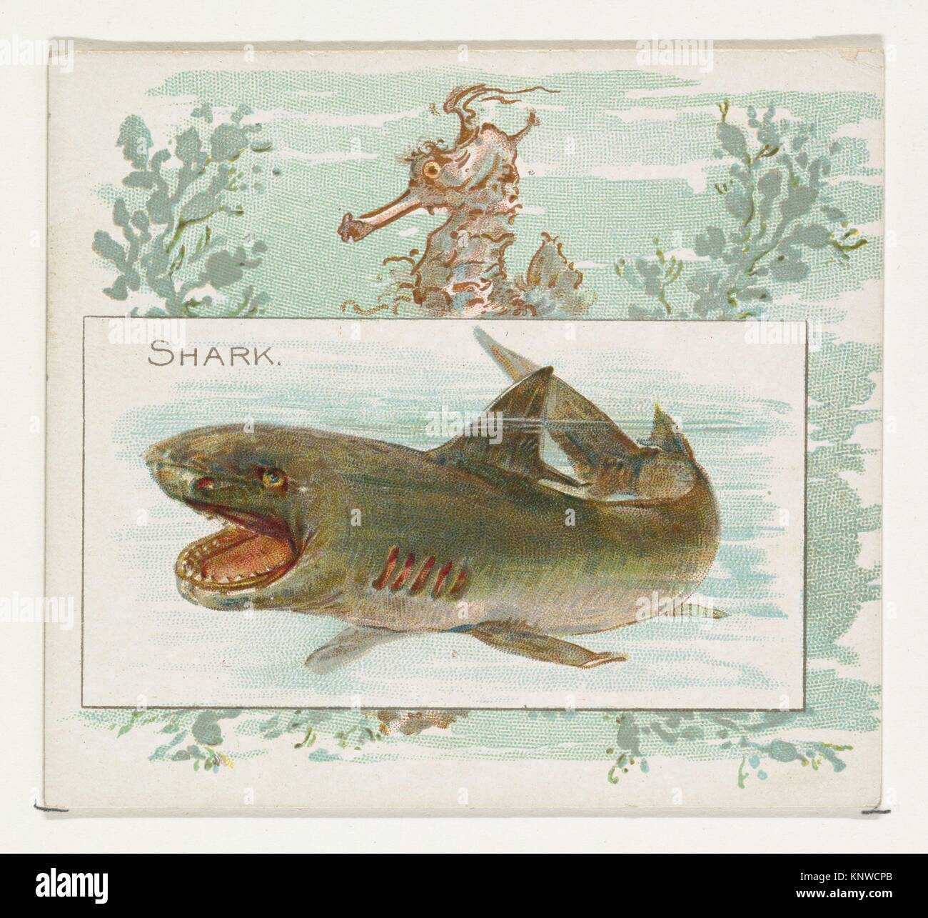 Shark Brand High Resolution Stock Photography and Images - Alamy