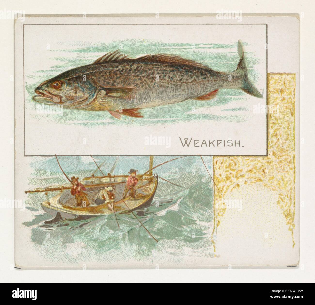 Weakfish hi-res stock photography and images - Alamy