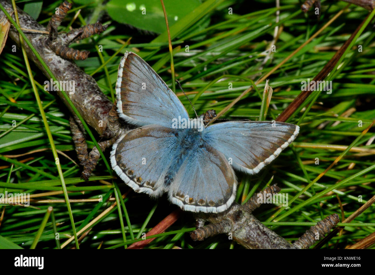 Chalkhill blue butterflies hi-res stock photography and images - Alamy