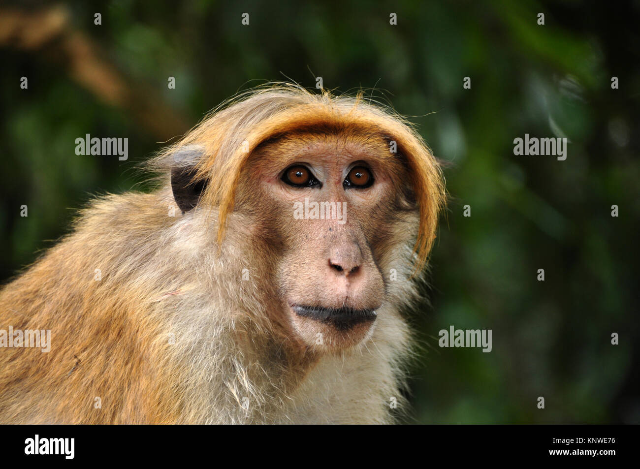 Srilanka open hi-res stock photography and images - Alamy