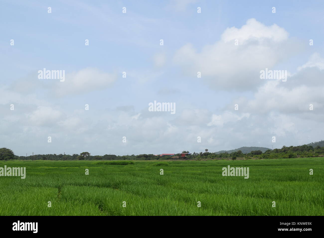 Green farms for farm house or farms for sale photos. Beautiful farms ...