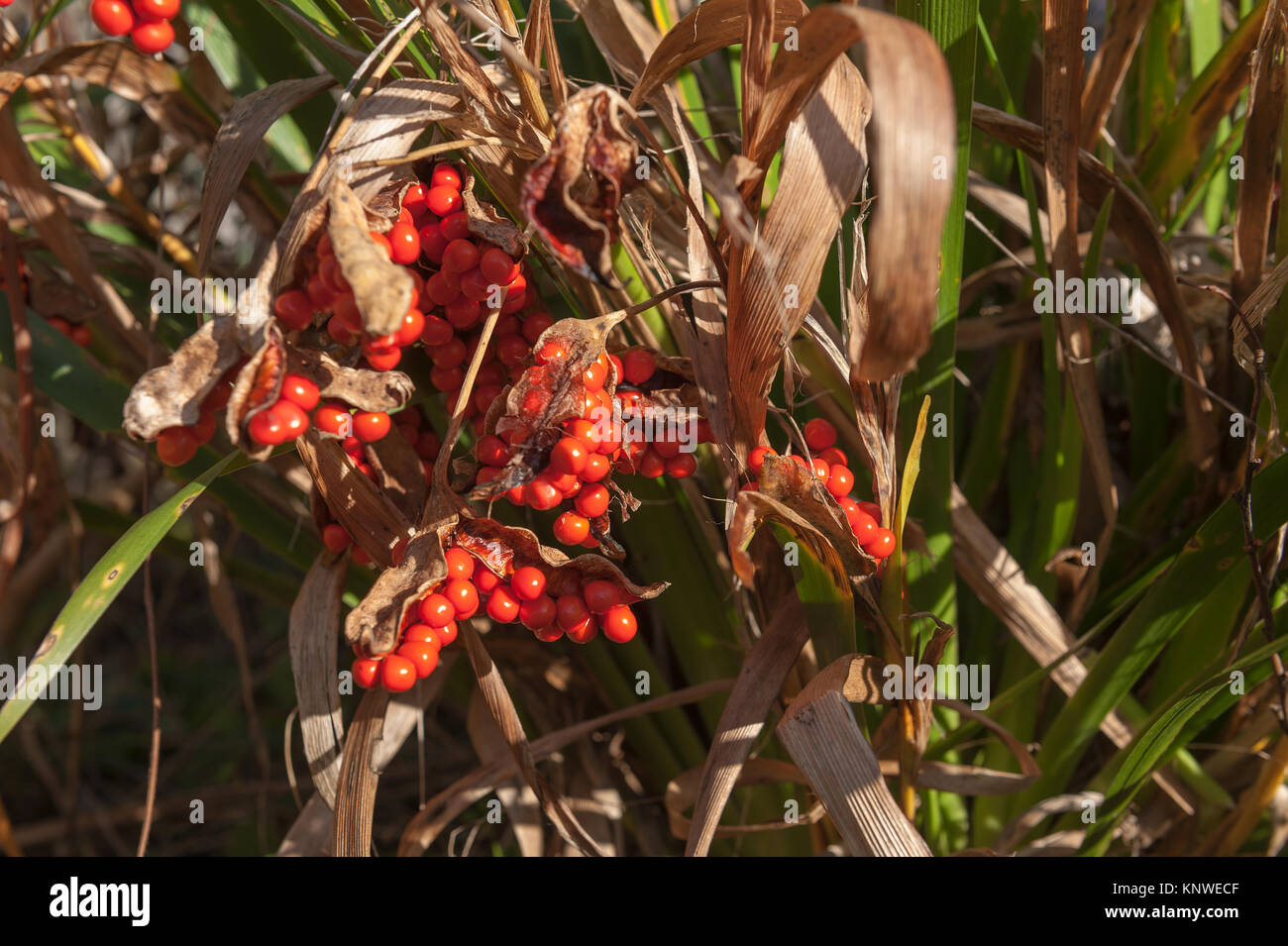 Bright orange red autumn seeds of the UK native British stinking iris ...
