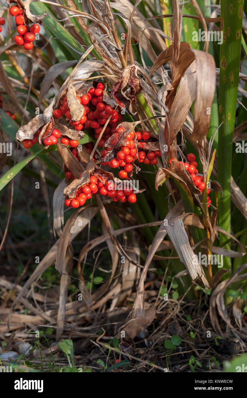Orange pods hi-res stock photography and images - Alamy