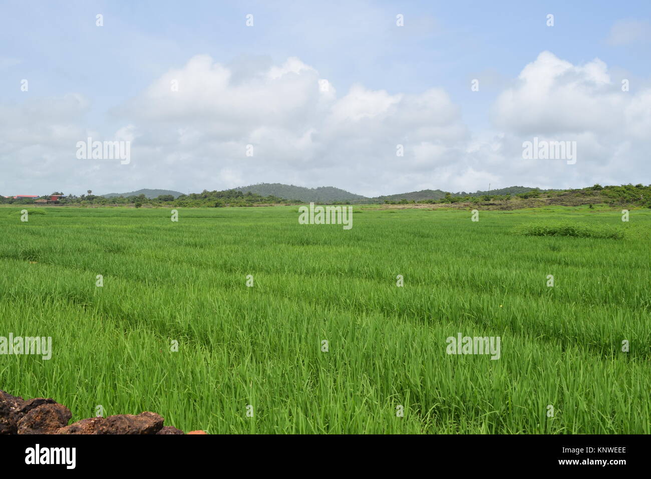 Green farms for farm house or farms for sale photos. Beautiful farms ...