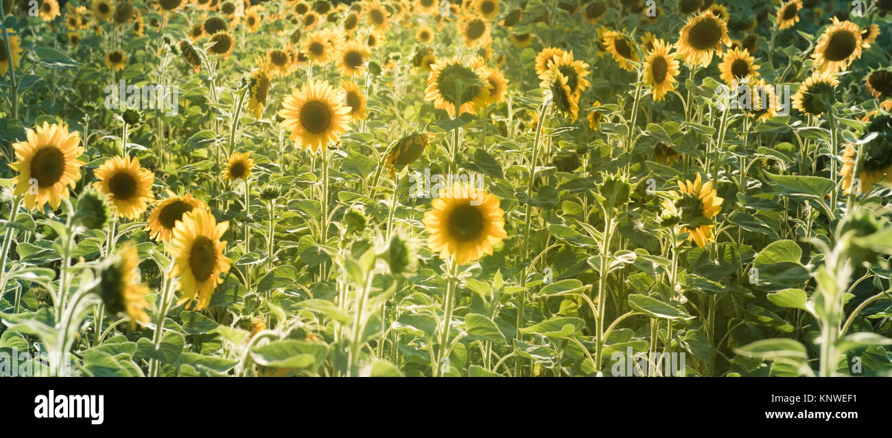 Sunflowers field summertime Stock Photo - Alamy