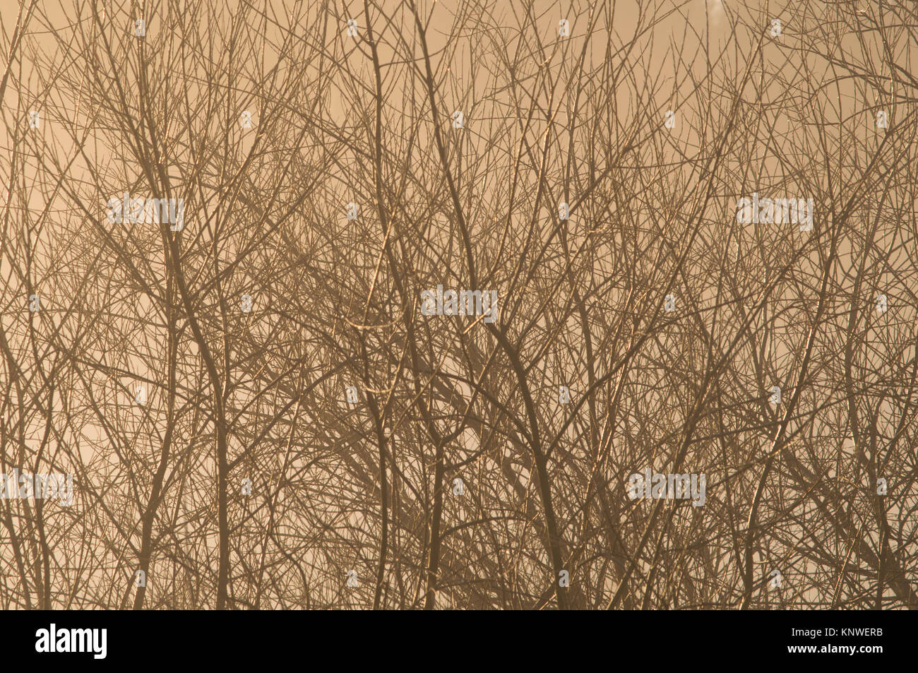 Bare branches single colour background Stock Photo - Alamy