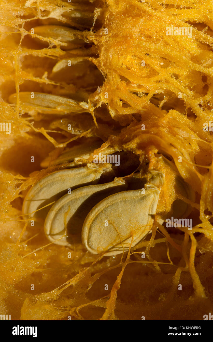 Fibrils and internal structure of pumpkin vegetable cavity showing ...