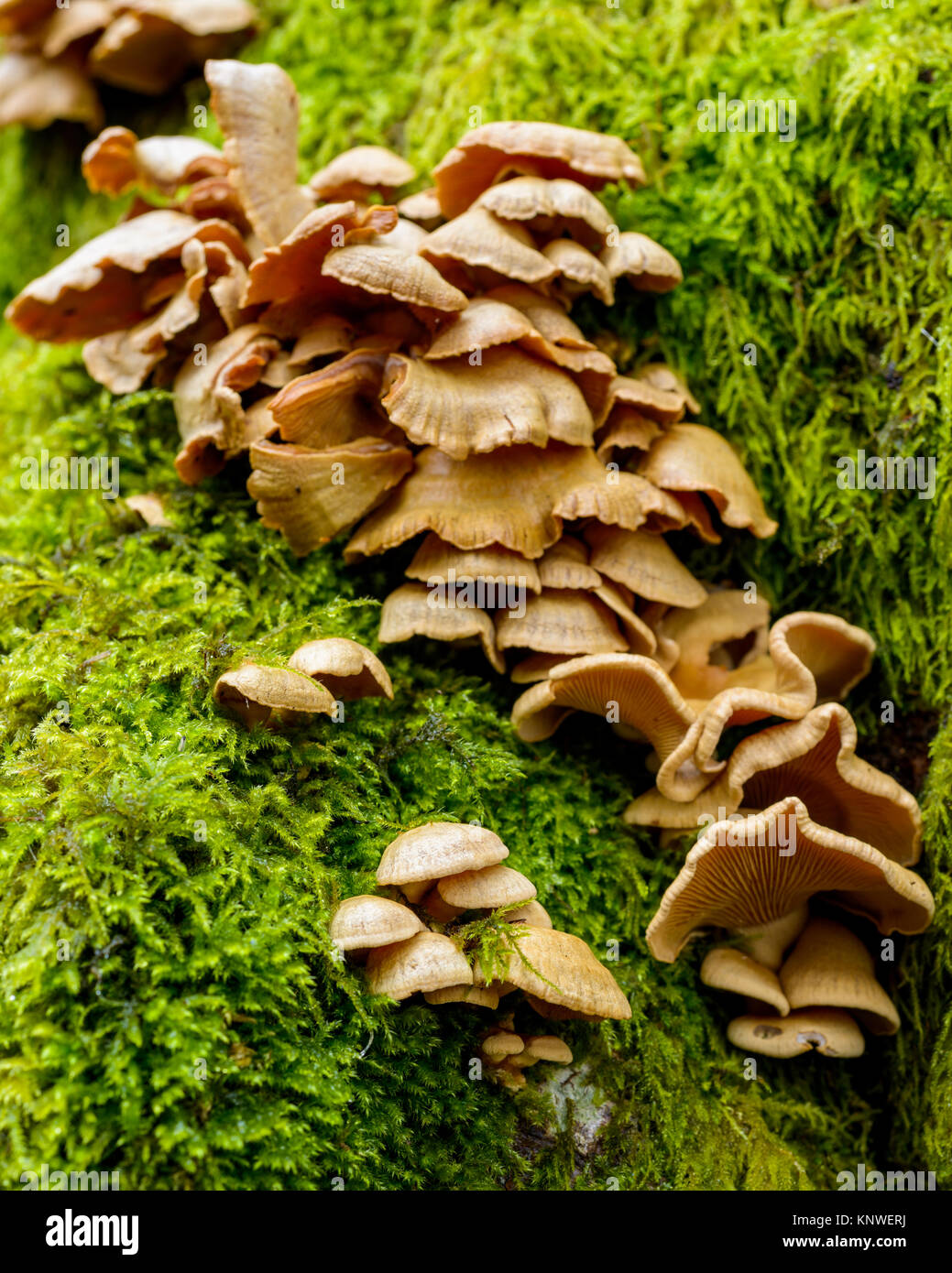 Woodland fungi growing on hi-res stock photography and images - Alamy
