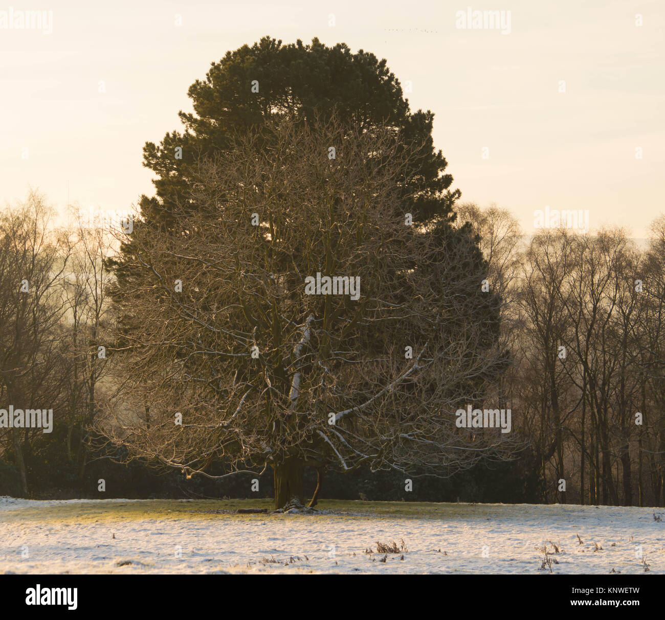 Frost covered tree on a winter's day Stock Photo - Alamy