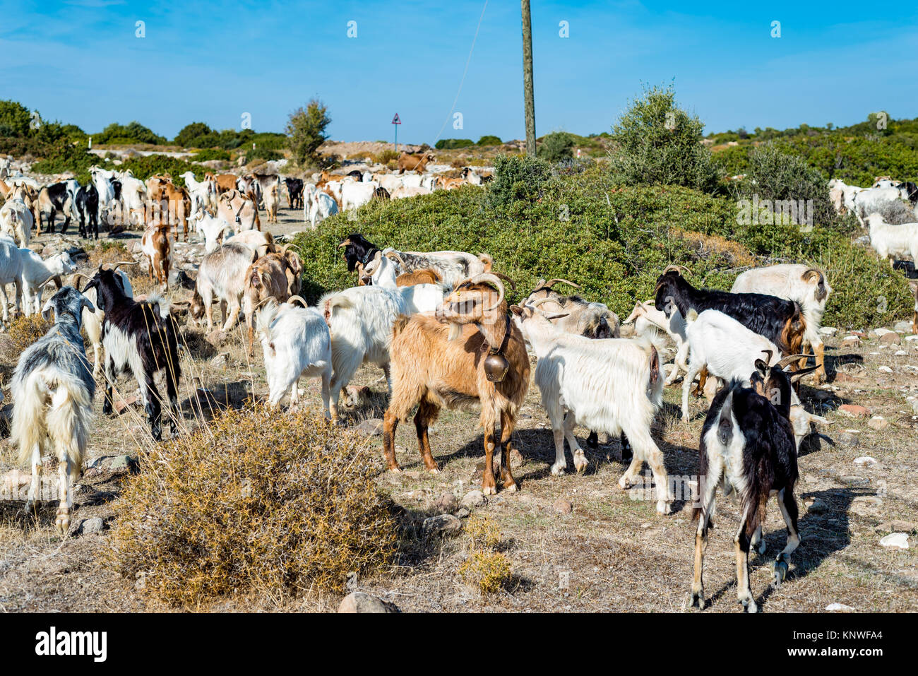 Goats in the field Stock Photo - Alamy