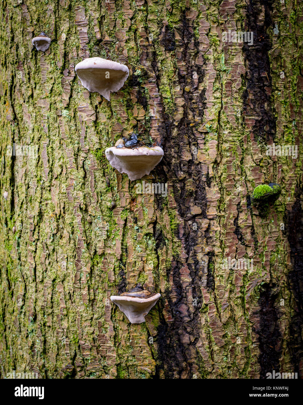 Woodland fungi growing on a tree Stock Photo - Alamy