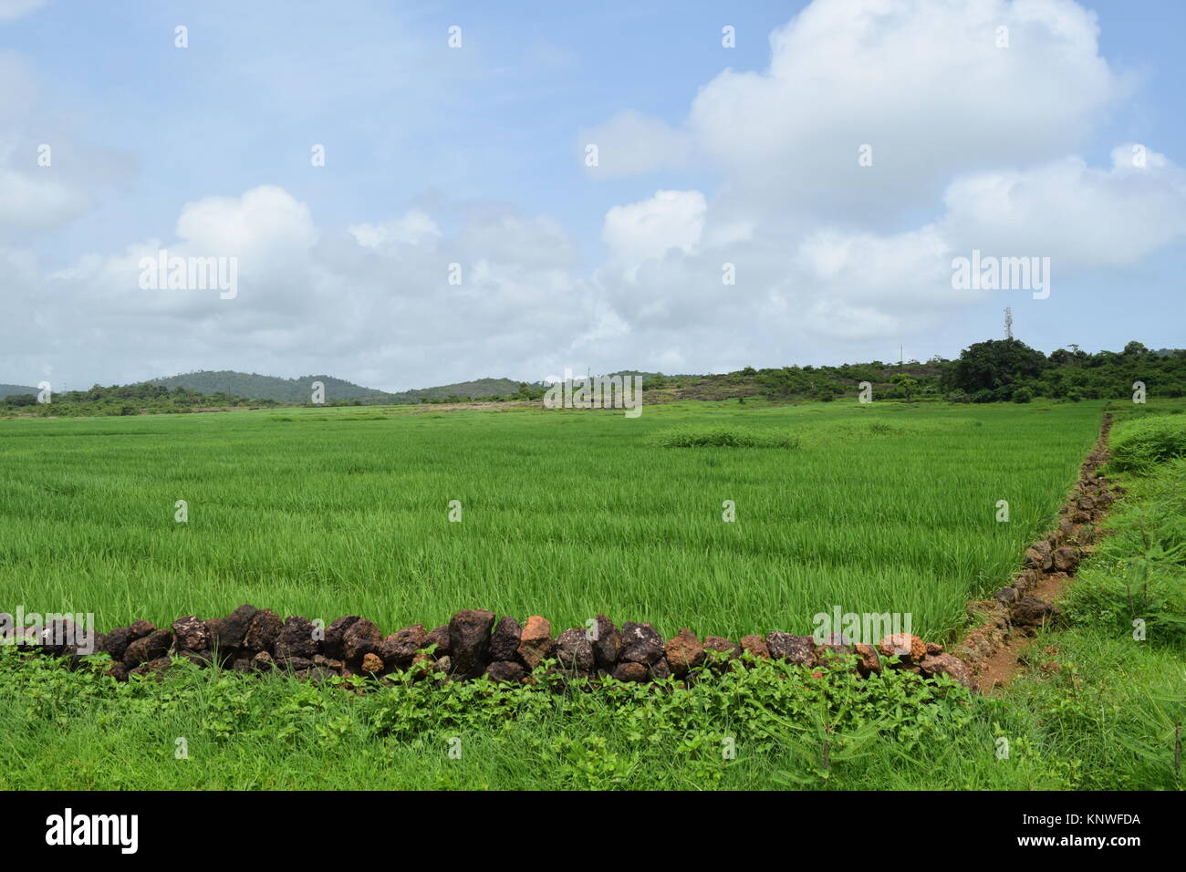 Green farms for farm house or farms for sale photos. Beautiful farms ...