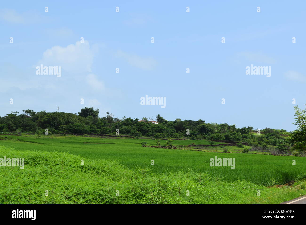 Green farms for farm house or farms for sale photos. Beautiful farms ...