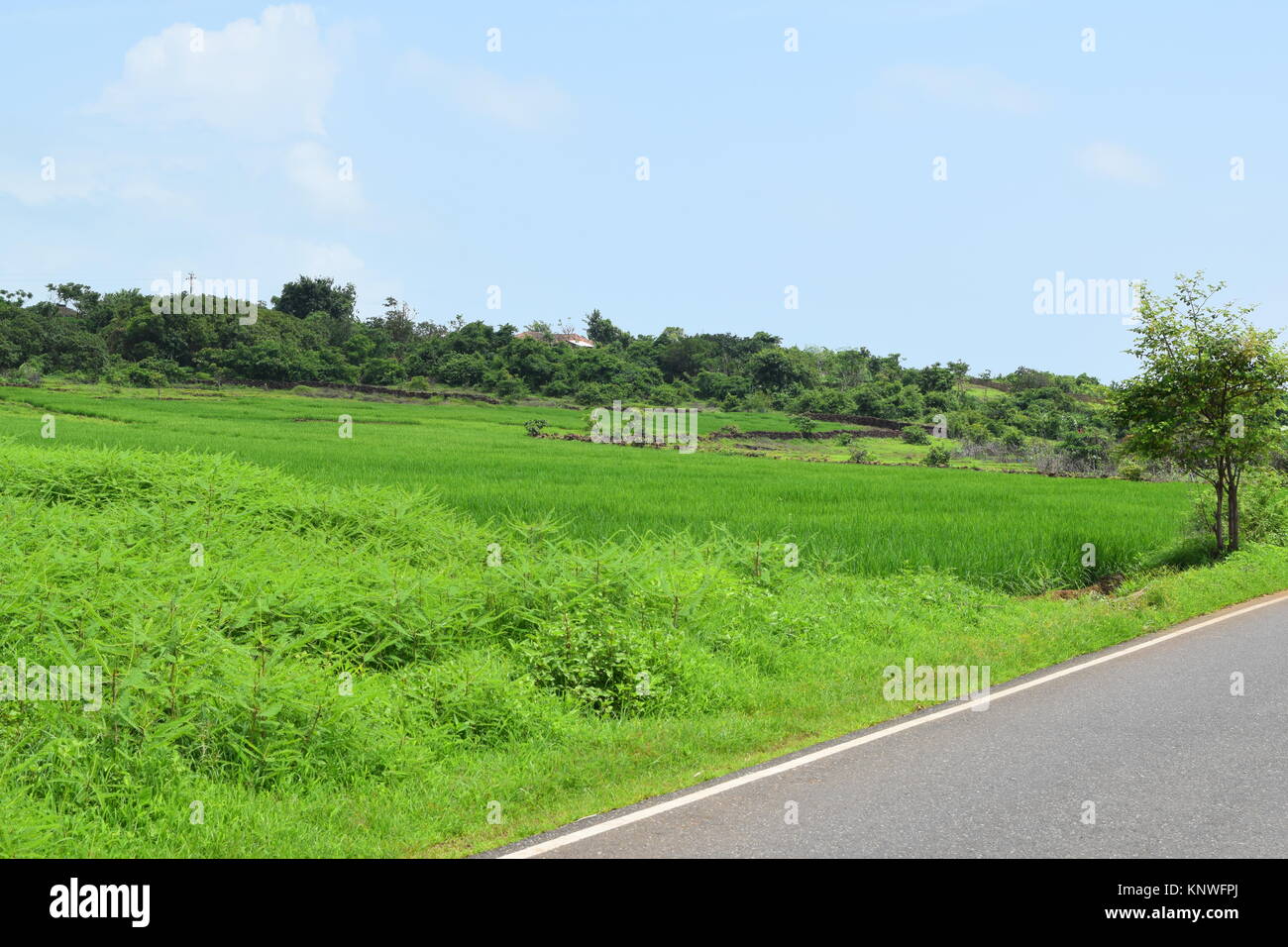 Green farms for farm house or farms for sale photos. Beautiful farms ...