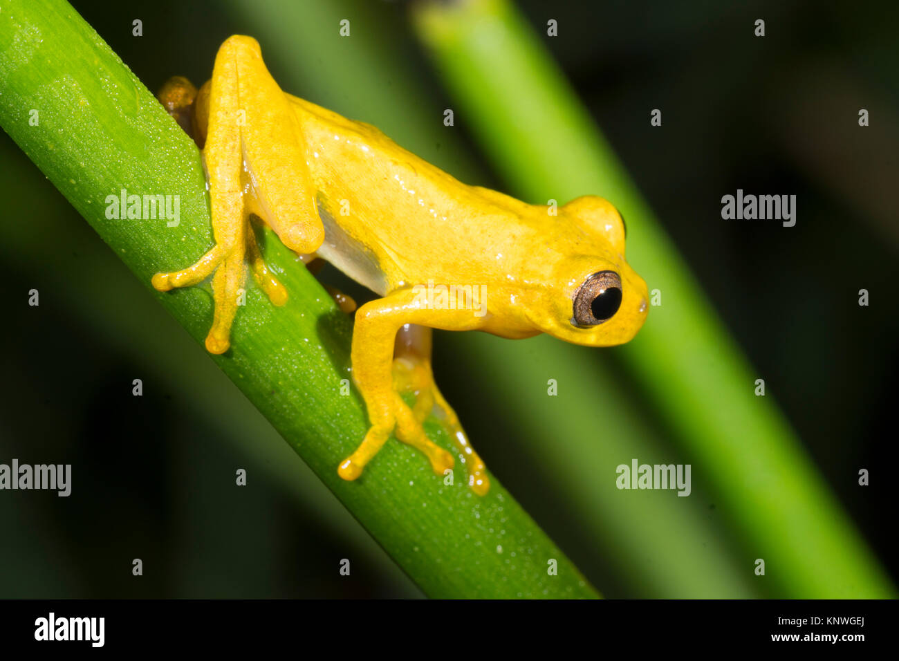 Male Minute Treefrog (Dendropsophus minutus) on a reed above a ...