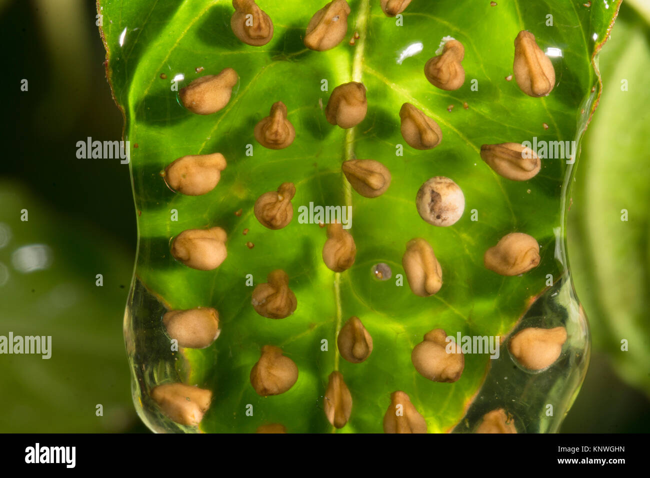 Eggs of the Minute Treefrog (Dendropsophus minutus) suspended over a ...