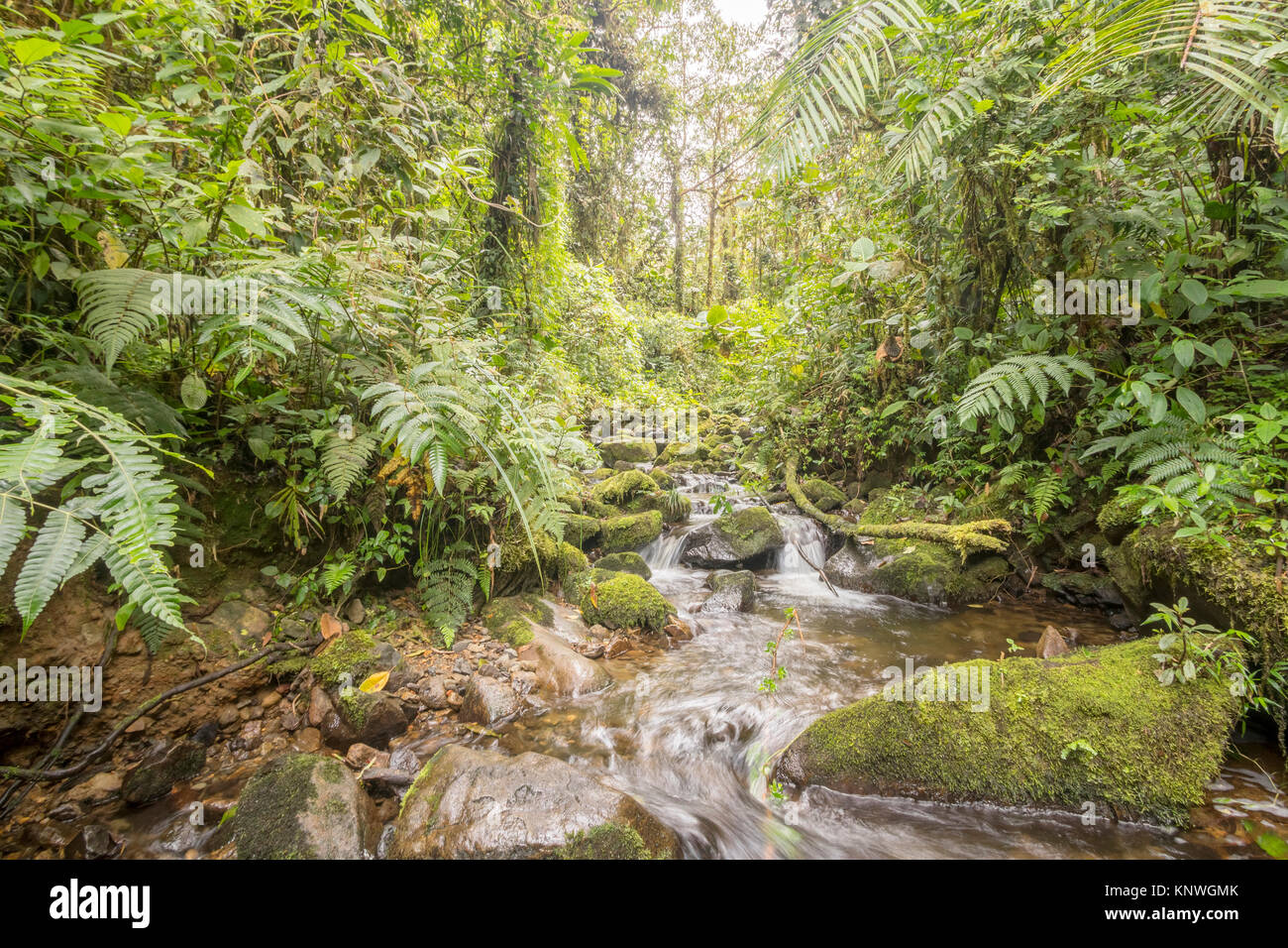 Montane Rainforest