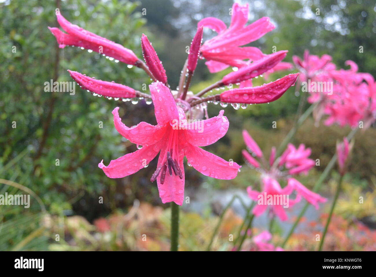 Heads flowers hi-res stock photography and images - Alamy