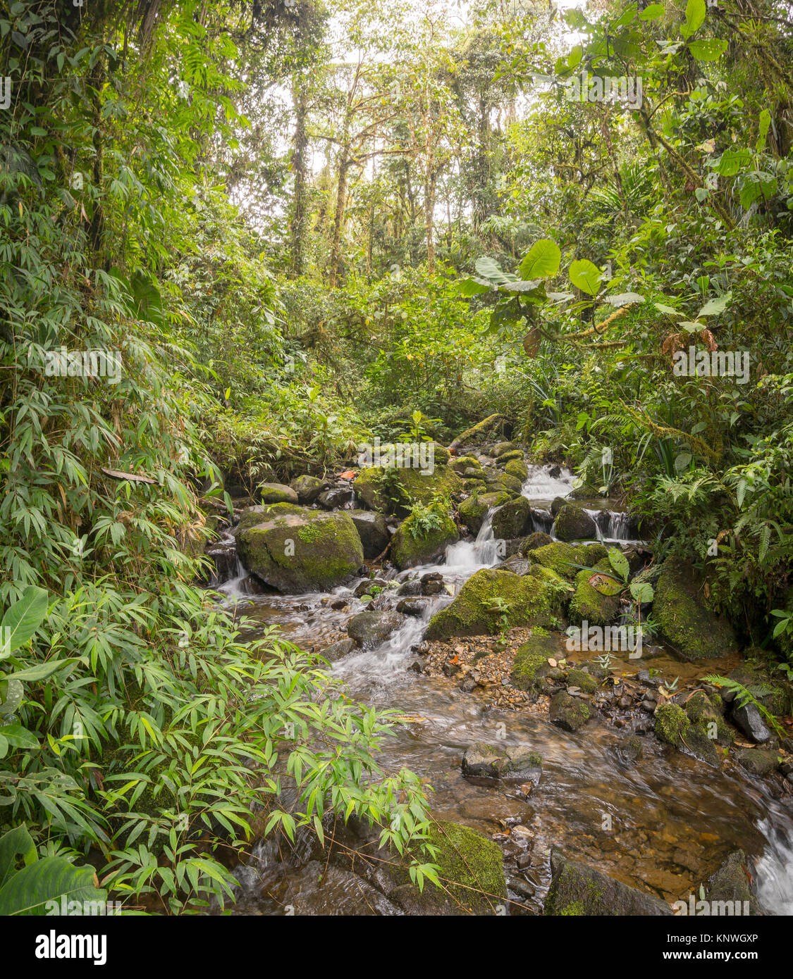 Idyllic clearwater stream flowing through montane rainforest at 1.900m ...