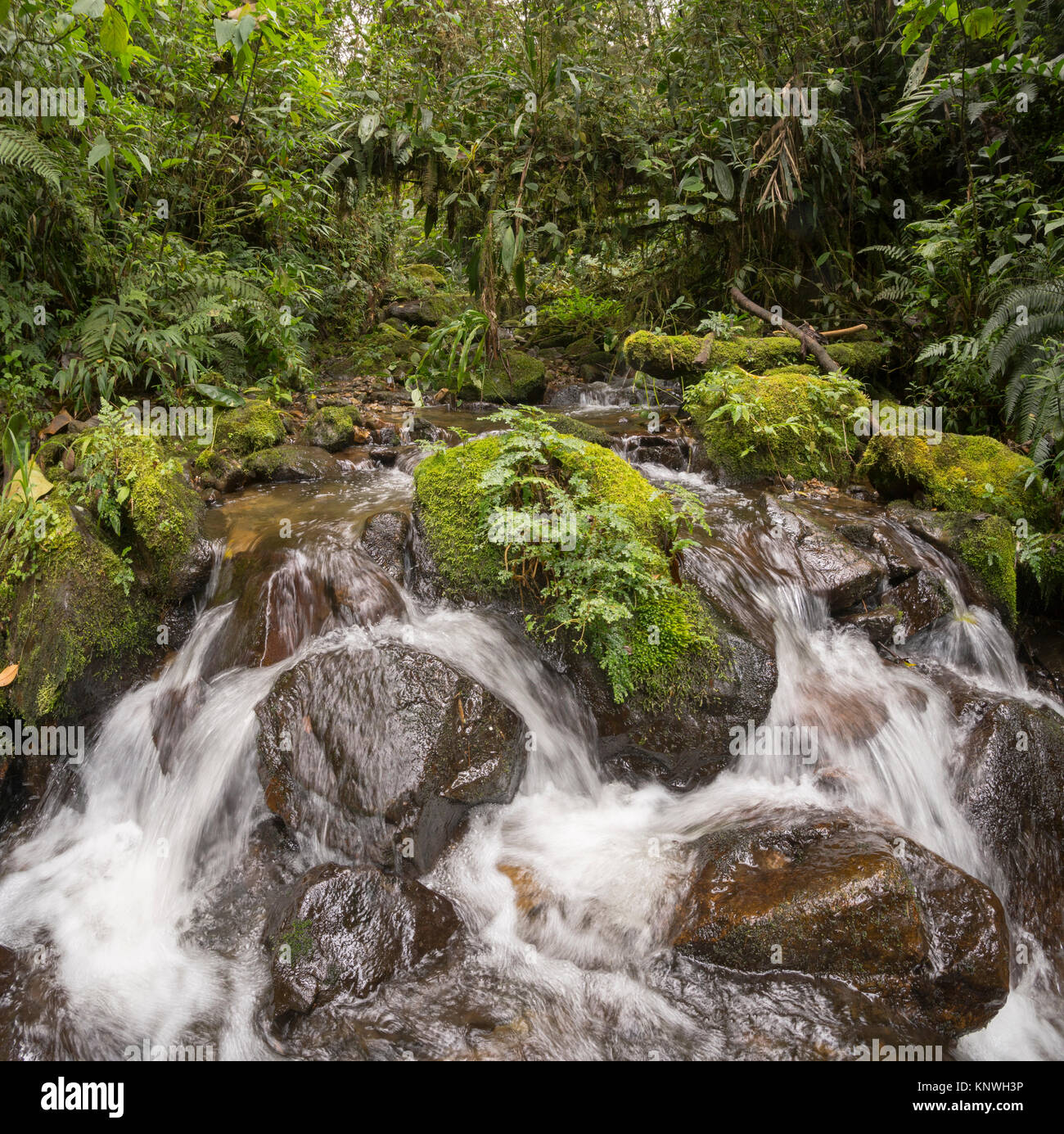 Idyllic clearwater stream flowing through montane rainforest at 1.900m ...