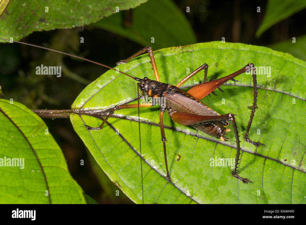 Cricket in the understory of montane rainforest in the Cordillera del ...
