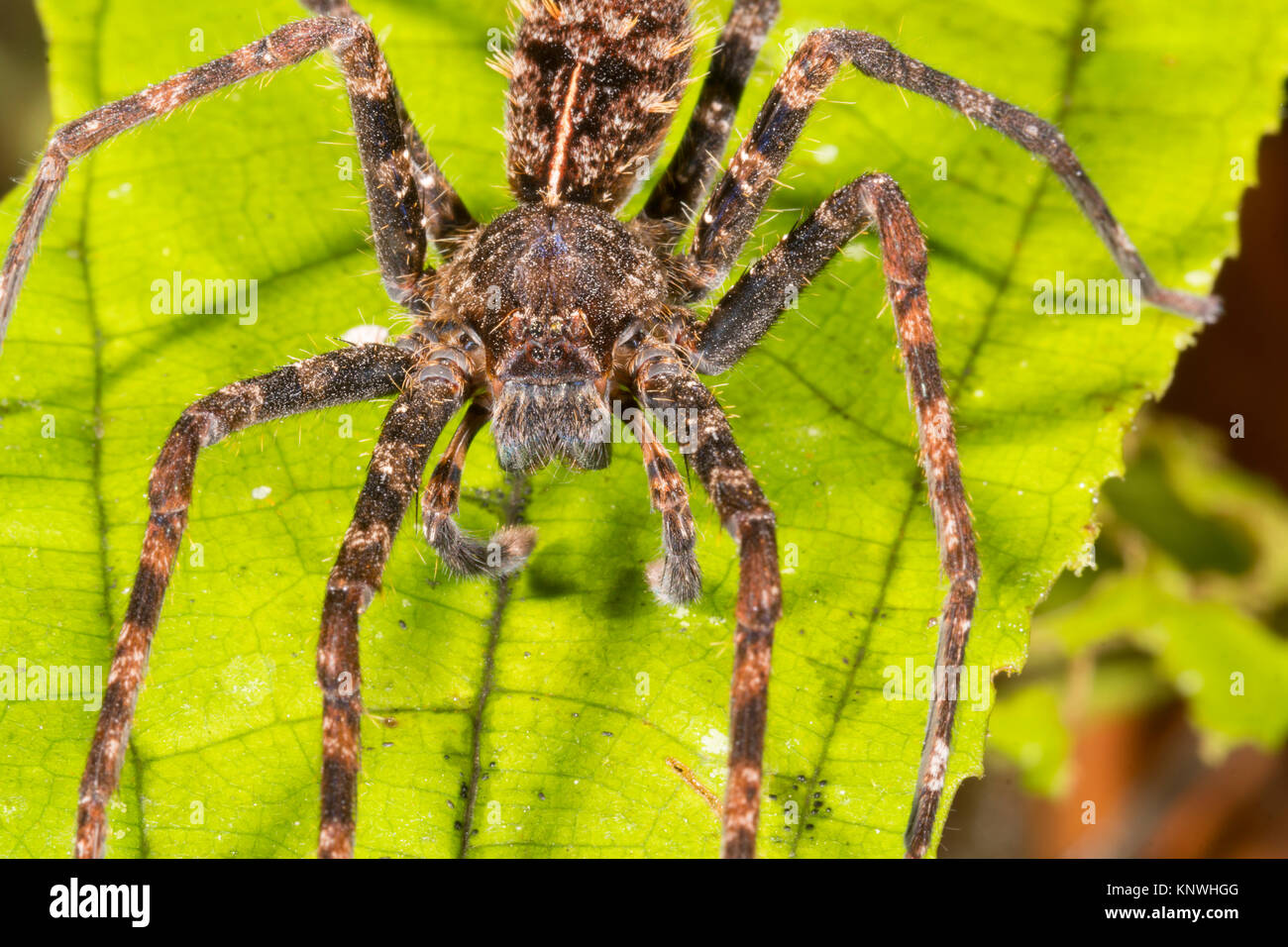 Spider in the understory of montane rainforest in the Cordillera del ...