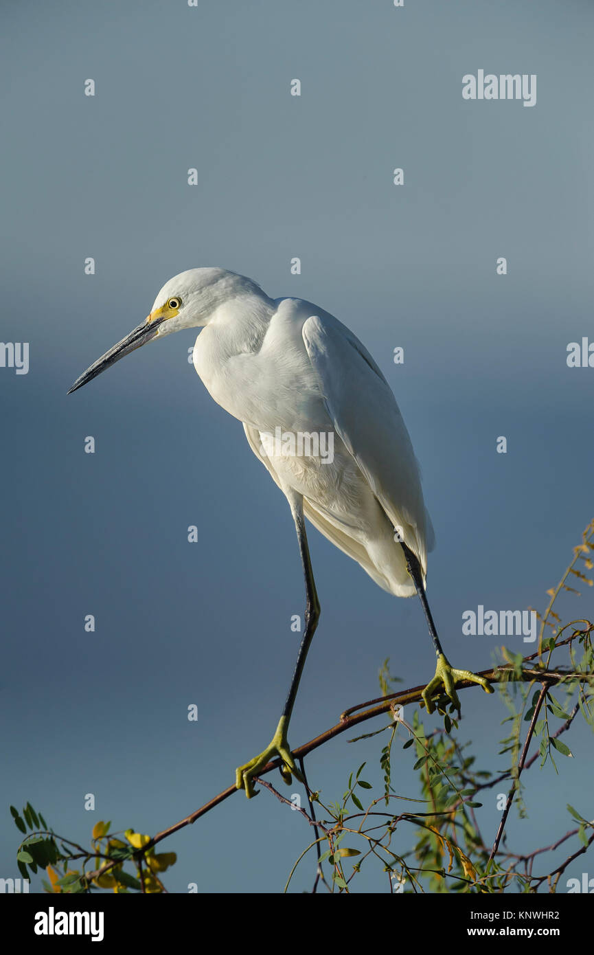 Perch snowy egret tree hi-res stock photography and images - Alamy