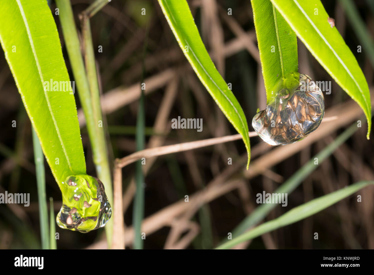 Dendropsophus minutus hi-res stock photography and images - Alamy