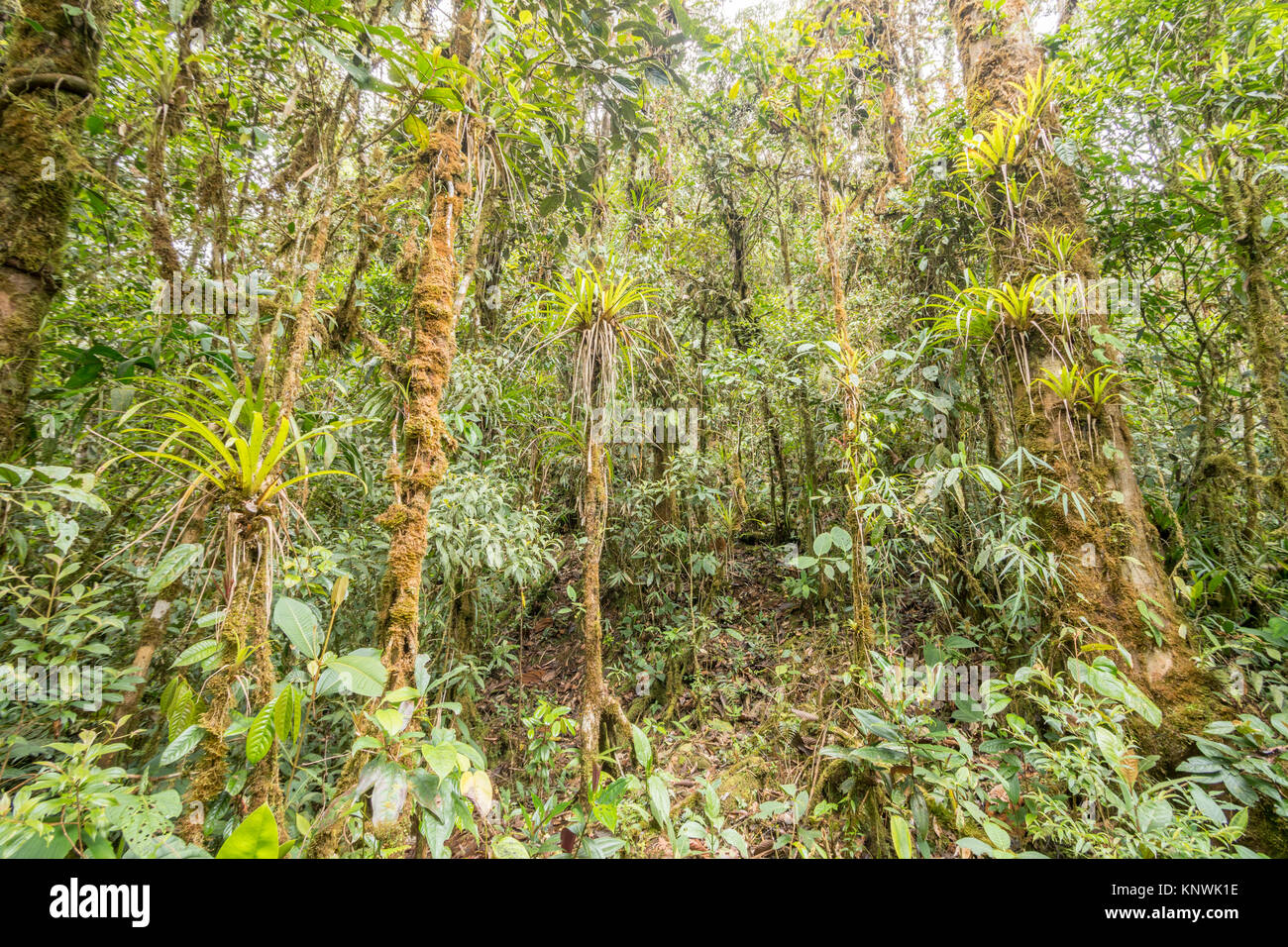 Interior of montane rainforest with mossy tree trunks and many ...