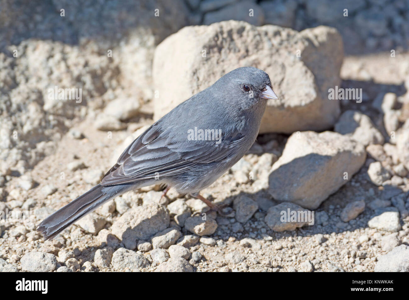Dark-Eyed Junco on Marys Rock in Shenandoah National Park in Virginia ...