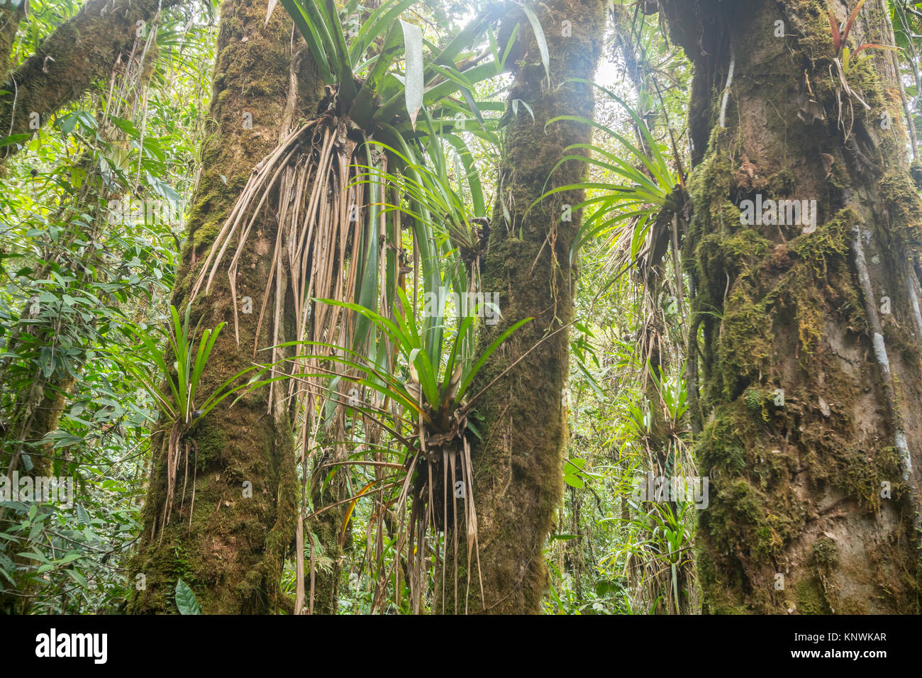 Interior of montane rainforest with mossy tree trunks and many ...